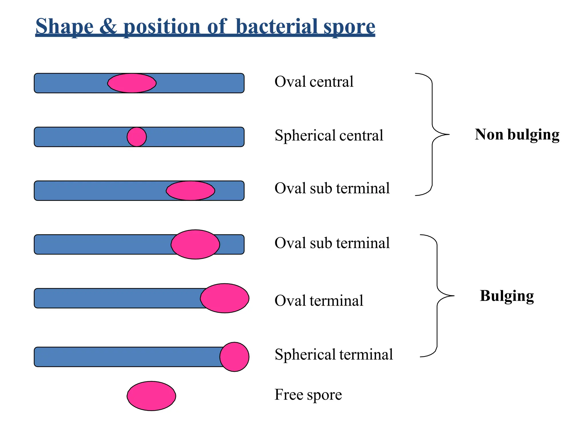 Bacterial Morphology and Atomy.pptx microbiology | PPTX