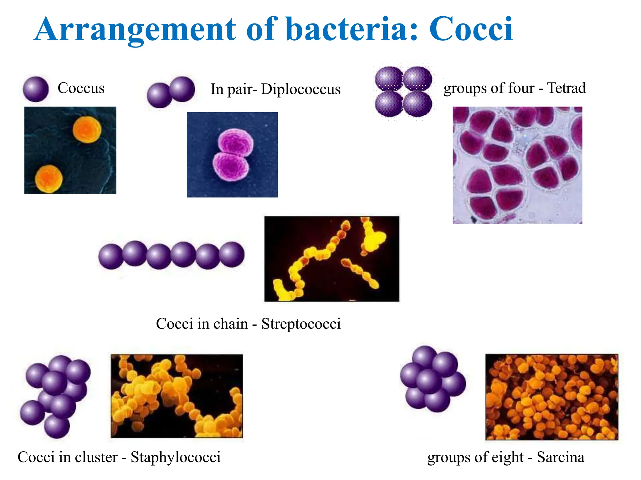 Bacterial Morphology and Atomy.pptx microbiology | PPTX