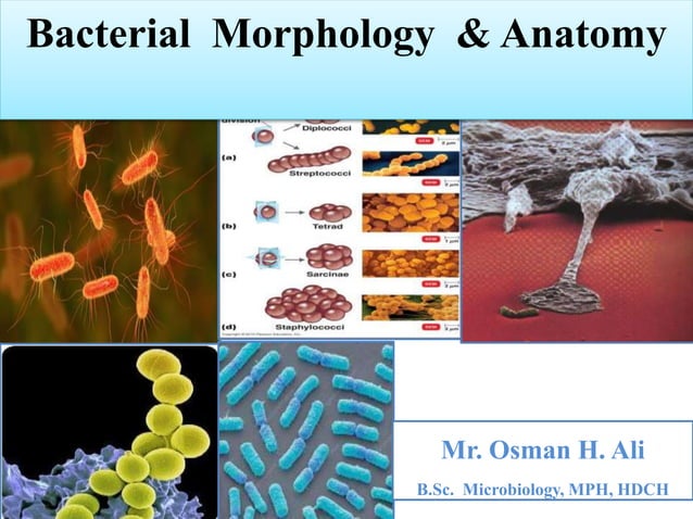 Bacterial Morphology and Atomy.pptx microbiology | PPTX
