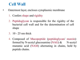 Bacterial Morphology and Atomy.pptx microbiology | PPTX