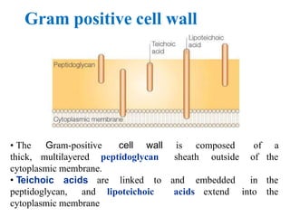 Bacterial Morphology and Atomy.pptx microbiology | PPTX