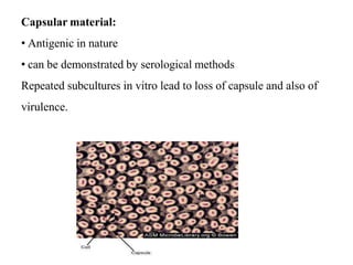Bacterial Morphology and Atomy.pptx microbiology | PPTX