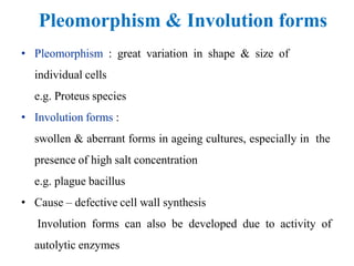 Bacterial Morphology and Atomy.pptx microbiology | PPTX