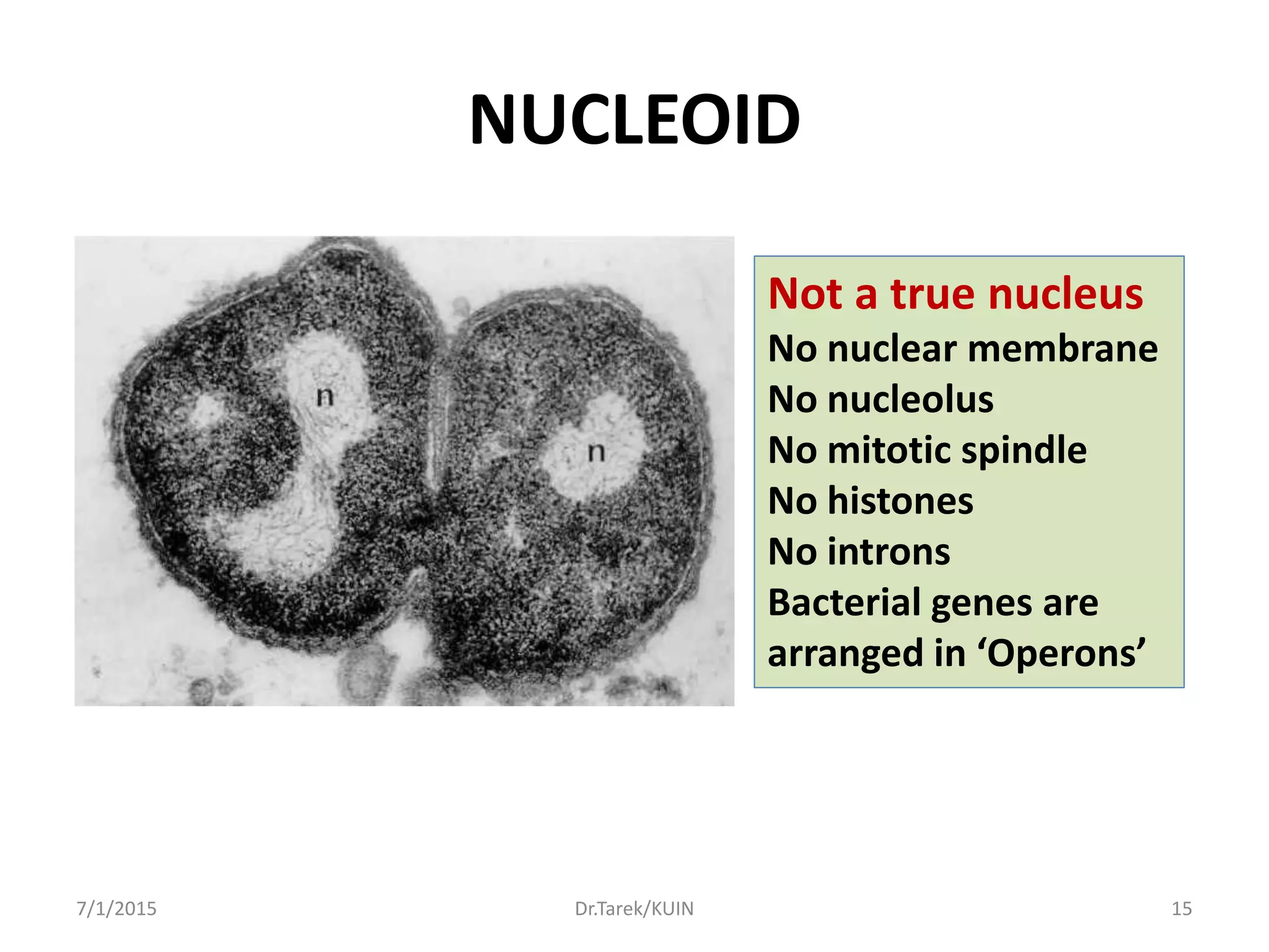 Bacterial morphology i | PDF