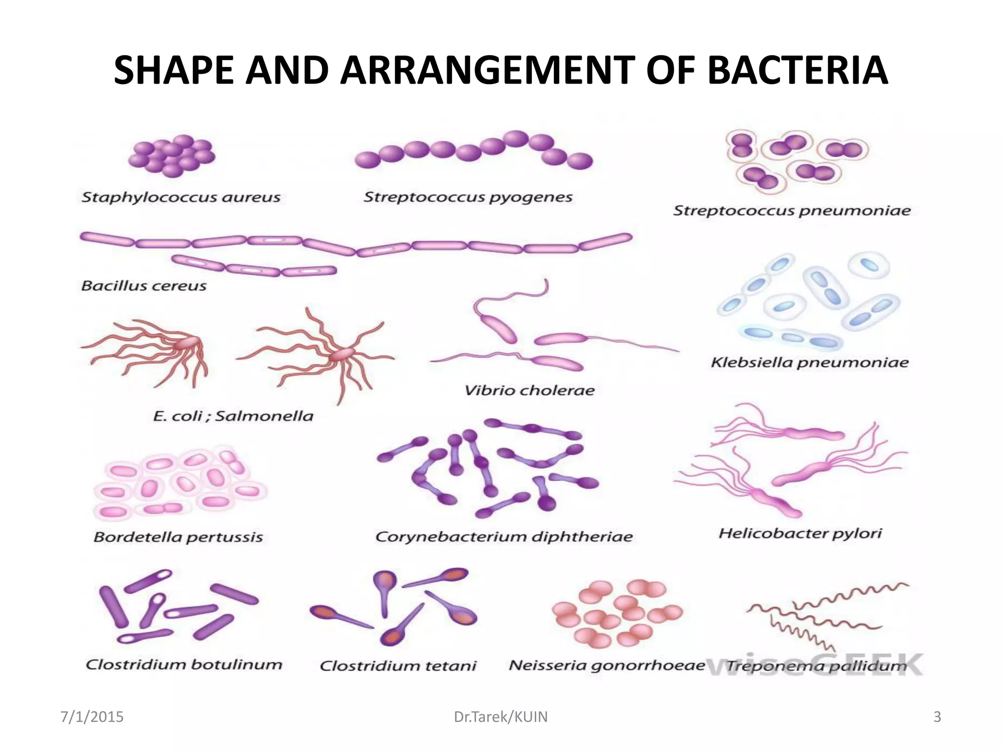 Bacterial morphology i | PDF