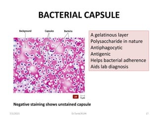 Bacterial morphology i | PDF