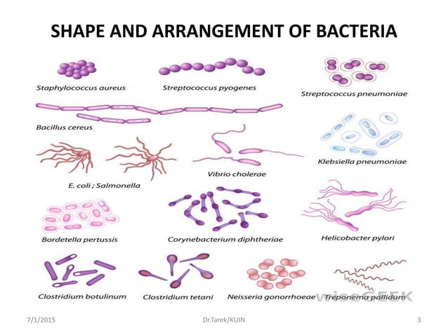 Bacterial morphology i | PDF | Biological Sciences | Science