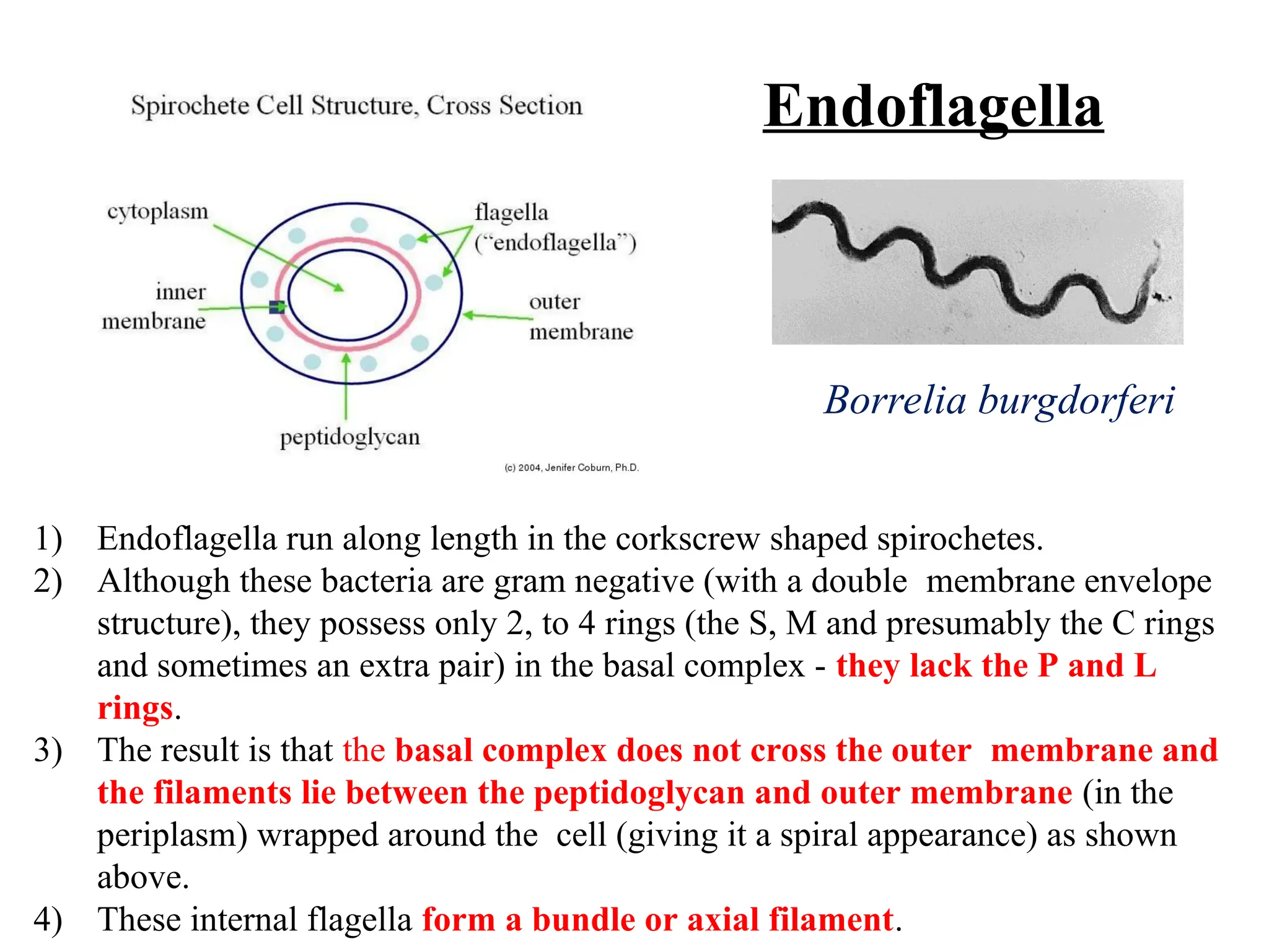Bacterial morphology (SIZE SHAPE ARRANGEMENT) (1).ppt