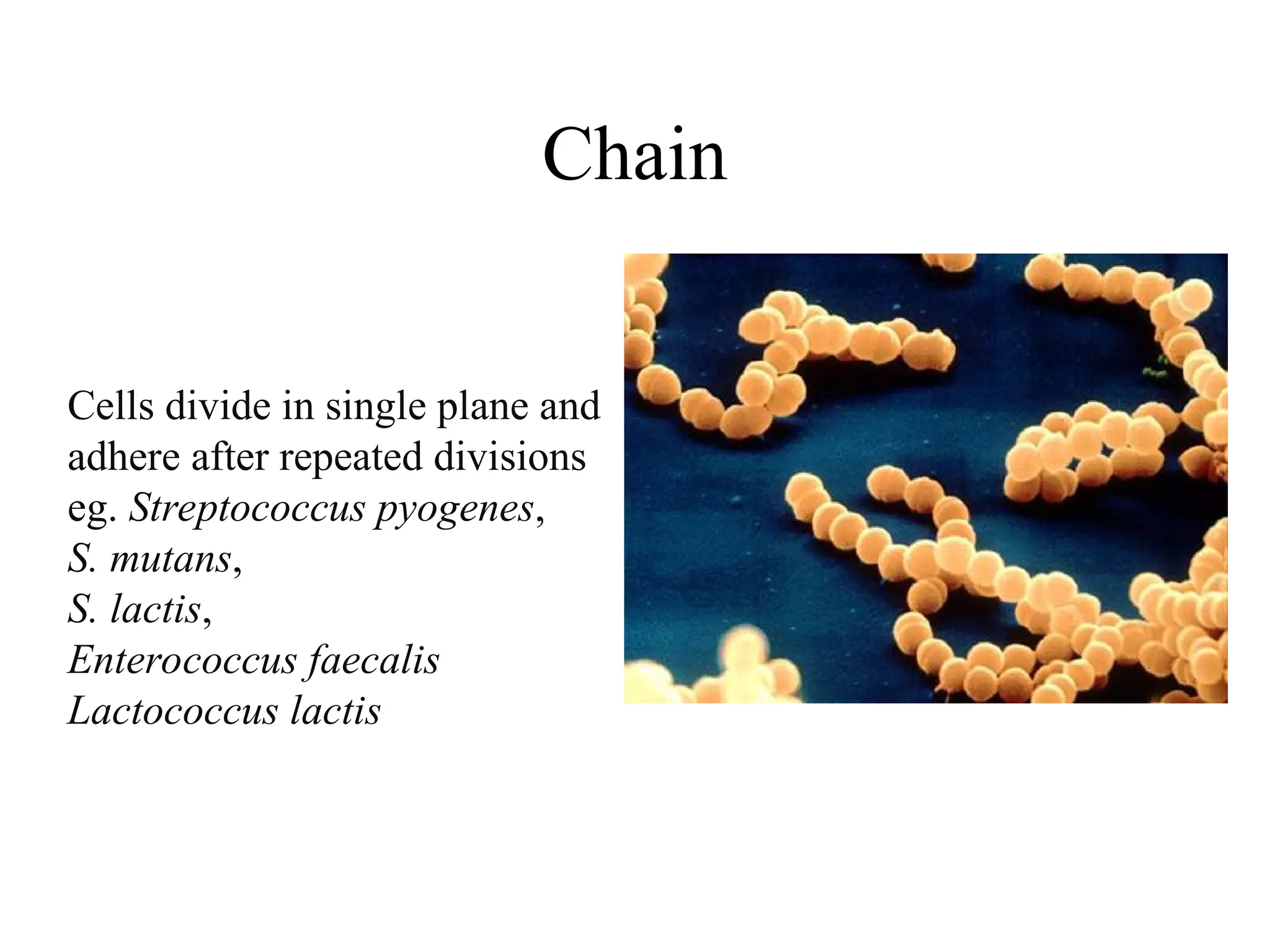 Bacterial morphology (SIZE SHAPE ARRANGEMENT) (1).ppt