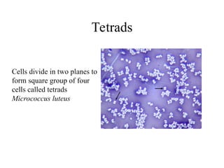 Bacterial morphology (SIZE SHAPE ARRANGEMENT) (1).ppt