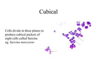 Bacterial morphology (SIZE SHAPE ARRANGEMENT) (1).ppt