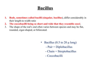 Bacterial morphology (SIZE SHAPE ARRANGEMENT) (1).ppt