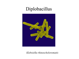Bacterial morphology (SIZE SHAPE ARRANGEMENT) (1).ppt