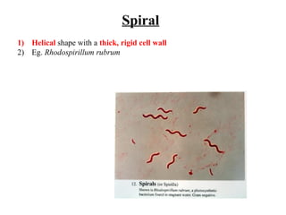 Bacterial morphology (SIZE SHAPE ARRANGEMENT) (1).ppt