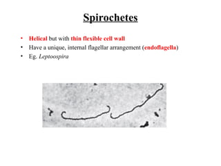 Bacterial morphology (SIZE SHAPE ARRANGEMENT) (1).ppt