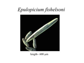 Bacterial morphology (SIZE SHAPE ARRANGEMENT) (1).ppt