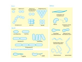 Bacterial morphology (SIZE SHAPE ARRANGEMENT) (1).ppt