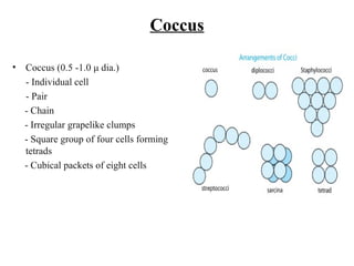 Bacterial morphology (SIZE SHAPE ARRANGEMENT) (1).ppt
