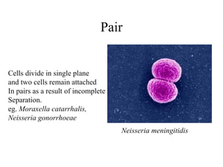 Bacterial morphology (SIZE SHAPE ARRANGEMENT) (1).ppt