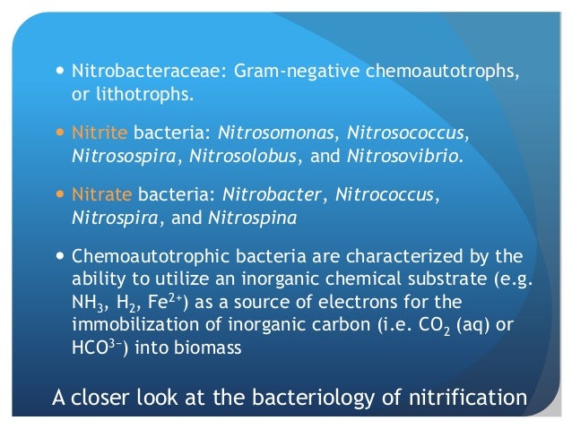 Nitrosomonas And Nitrobacter
