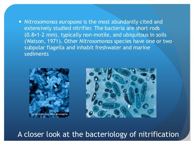 Nitrosomonas And Nitrobacter