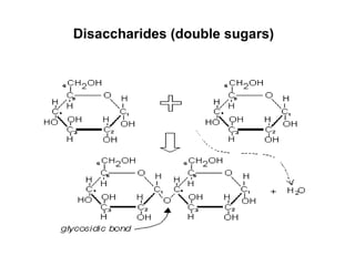 Bacterial nutrition | PPT | Chemistry | Science