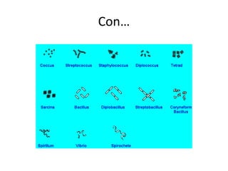 Bacterial of Classification.pptx | Biological Sciences | Science