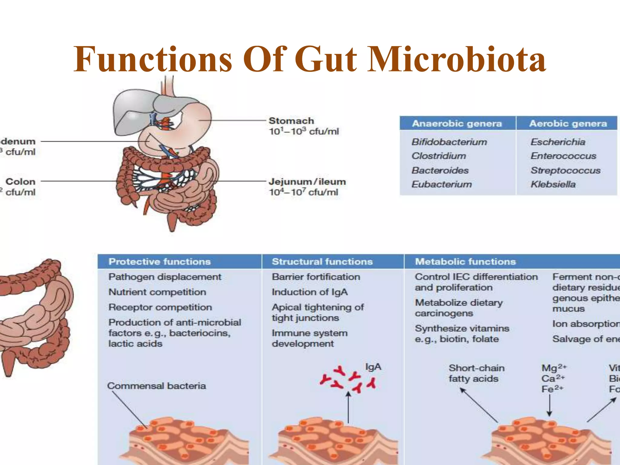 Bacterial overgrowth syndromes and malabsorption | PPTX
