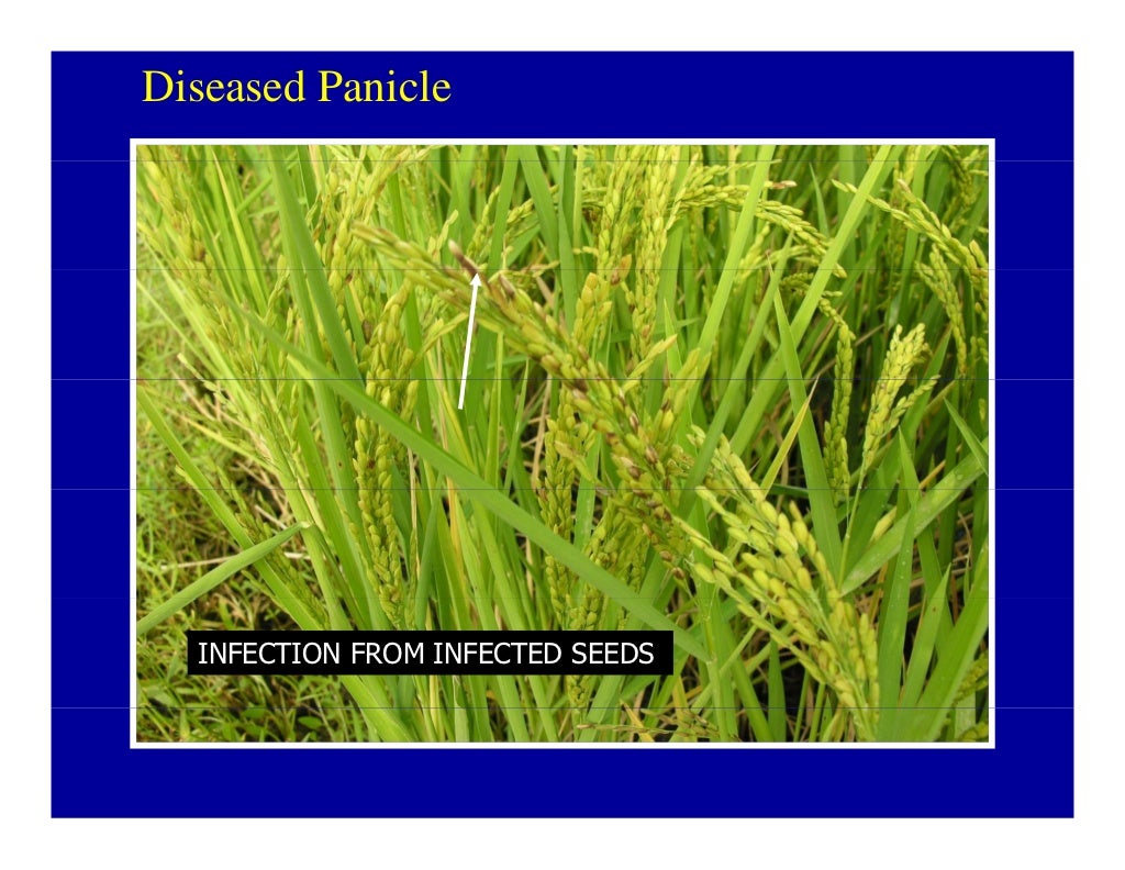 Bacterial panicle blight