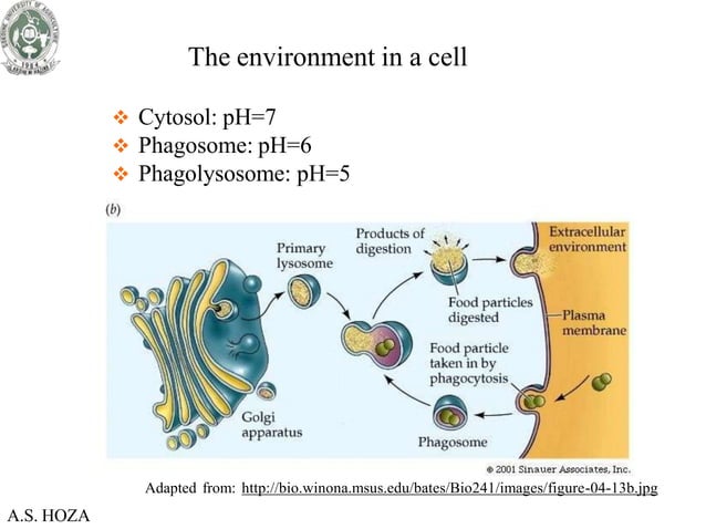 bacterialpathogenesis-120607022339-phpapp02.pptx