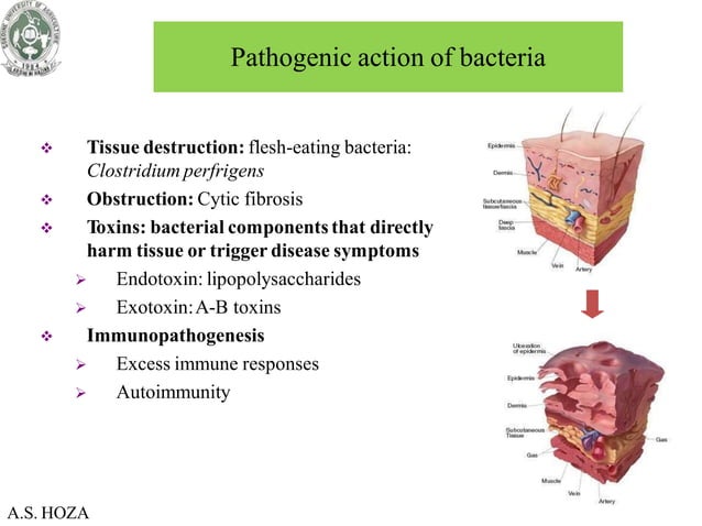 bacterialpathogenesis-120607022339-phpapp02.pptx