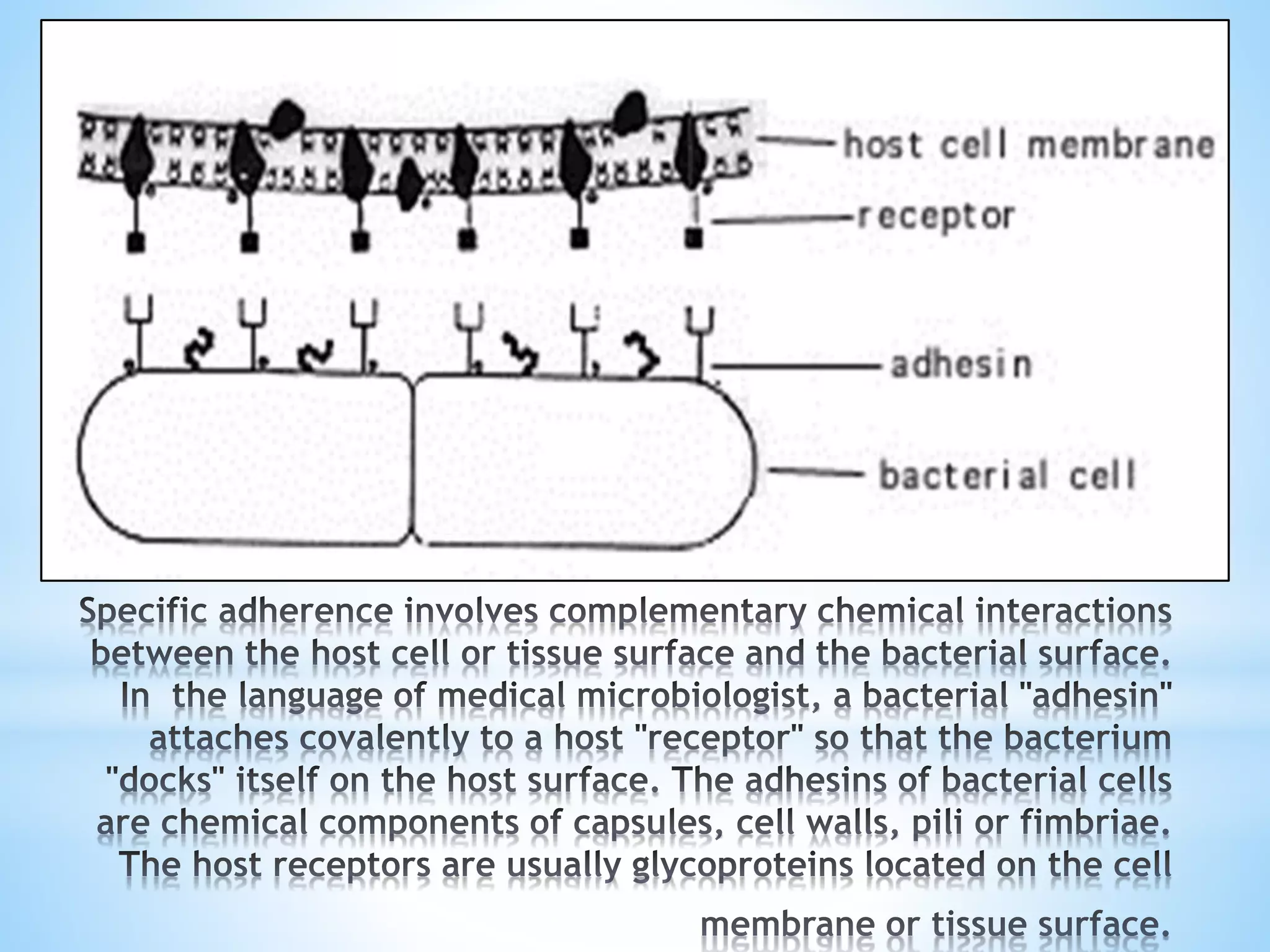 Bacterial Pathogenesis | PPTX