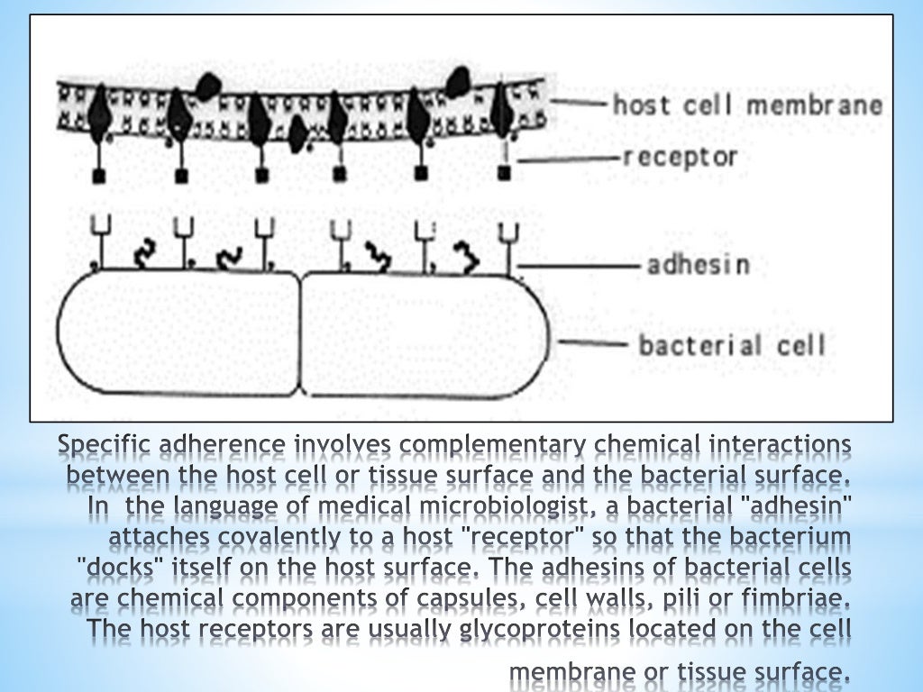 Bacterial Pathogenesis