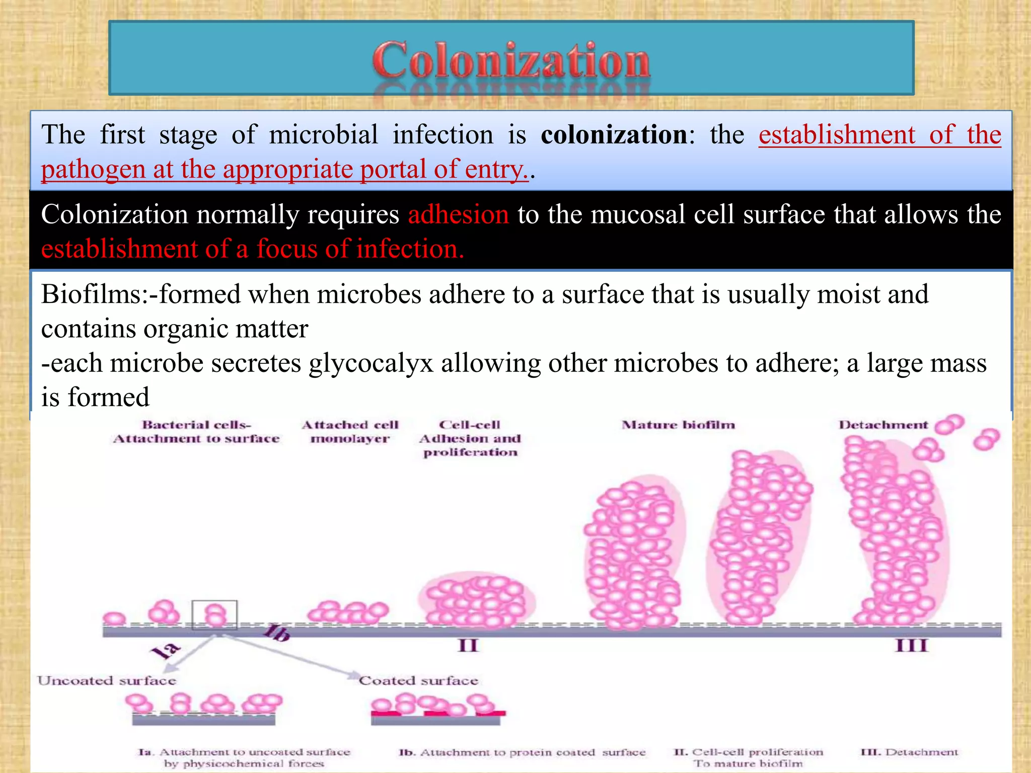 Bacterial pathogenesis | PPTX