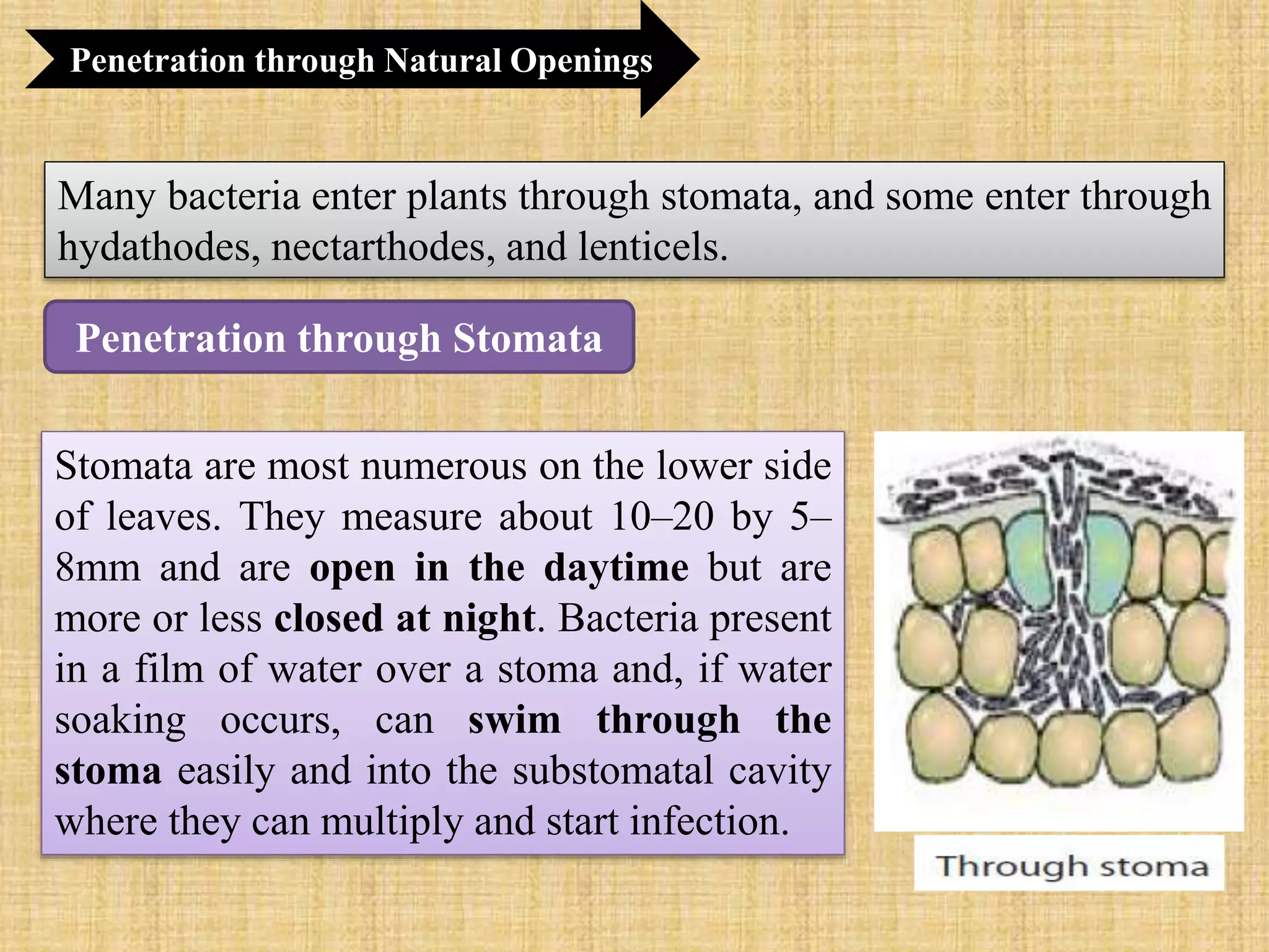 Bacterial pathogenesis | PPTX