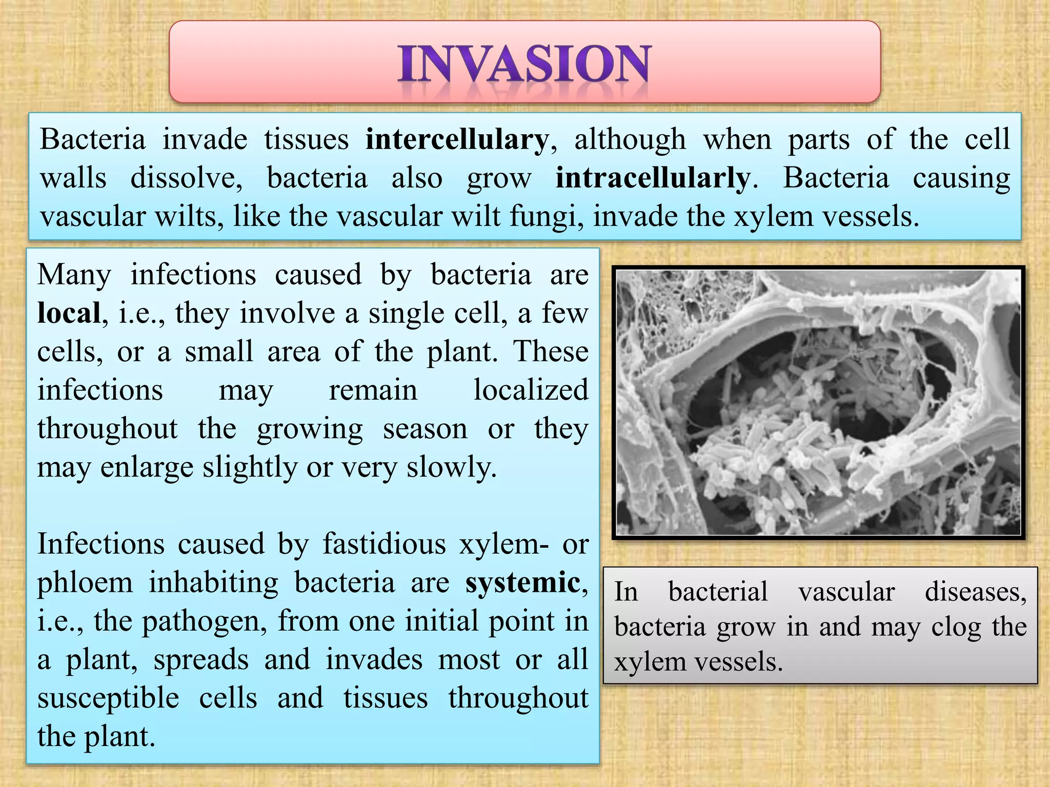 Bacterial pathogenesis | PPTX