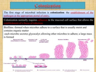 Bacterial pathogenesis | PPTX