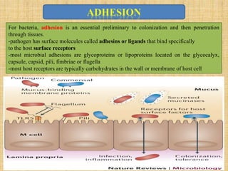 Bacterial pathogenesis | PPTX