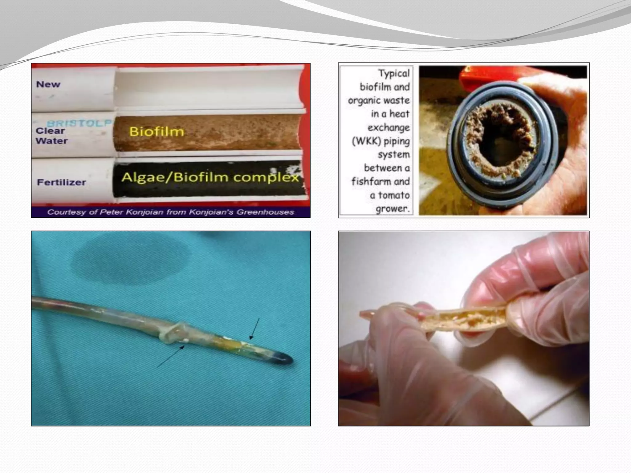 Bacterial Pathogenesis and Virulence Factors | PDF