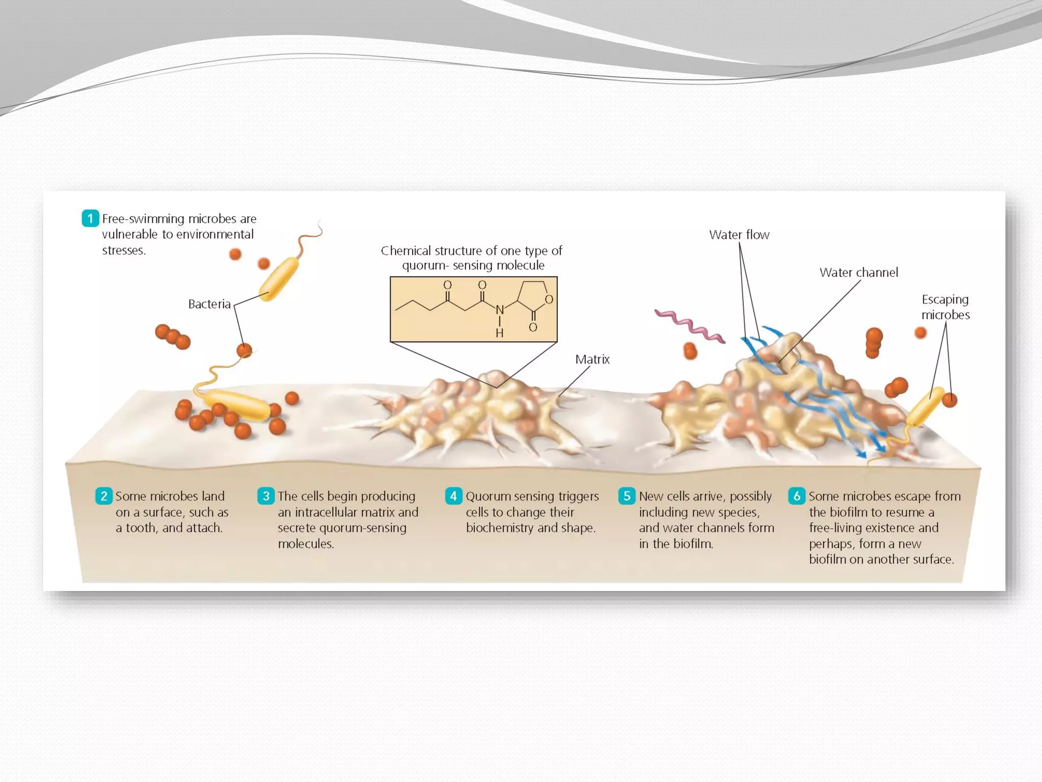 Bacterial Pathogenesis and Virulence Factors | PDF