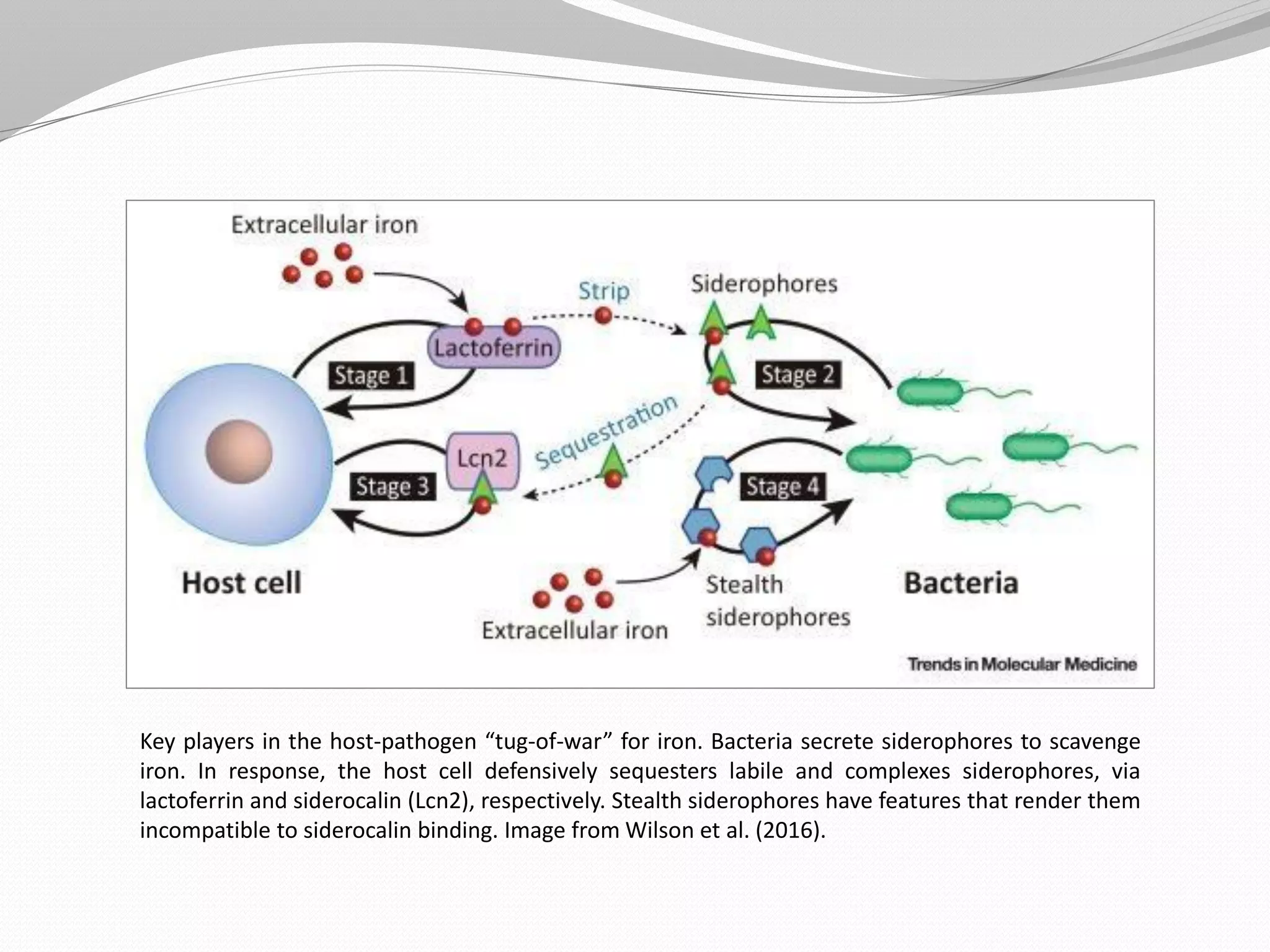 Bacterial Pathogenesis and Virulence Factors | PDF