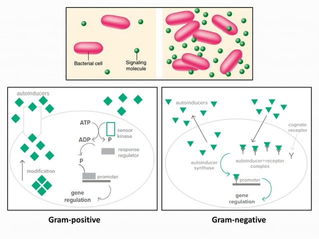 Bacterial Pathogenesis and Virulence Factors | PDF | Infectious ...