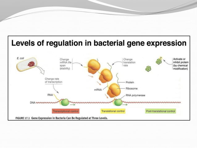 Bacterial Pathogenesis and Virulence Factors | PDF | Infectious ...