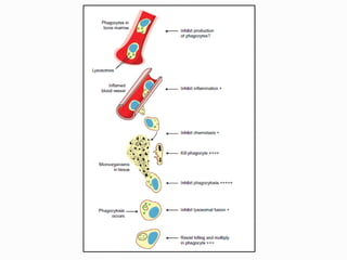 Bacterial Pathogenesis and Virulence Factors | PDF
