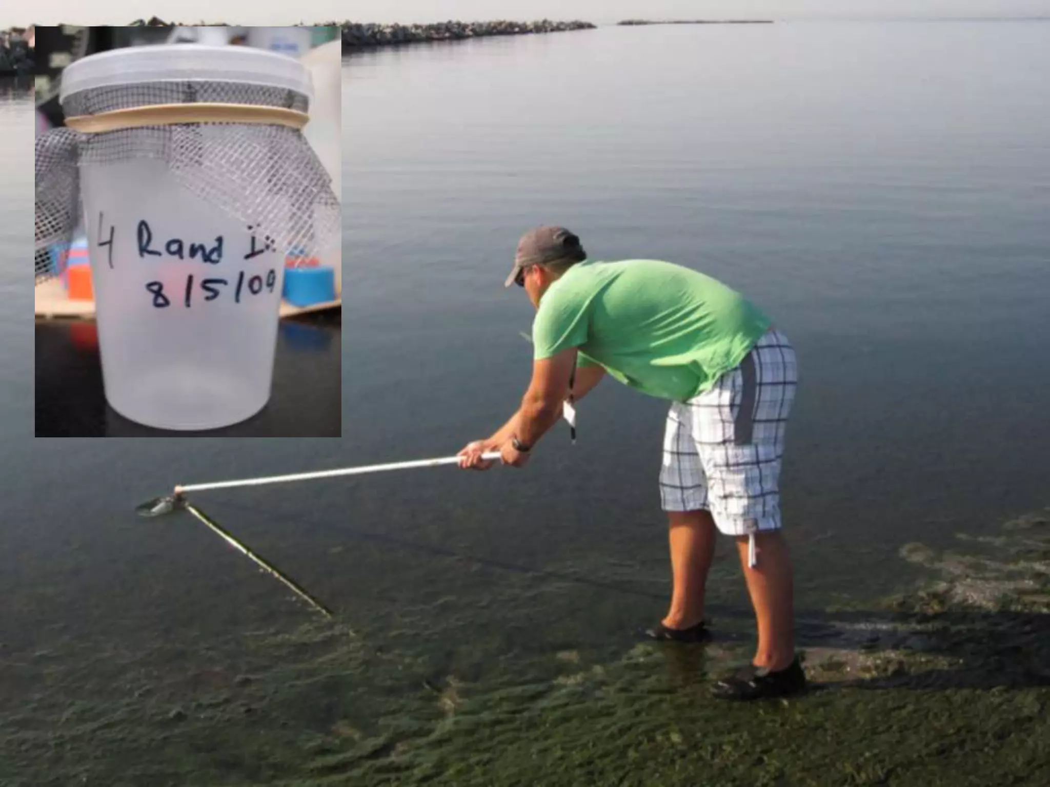 Bacterial Pathogens In Algae | PPT