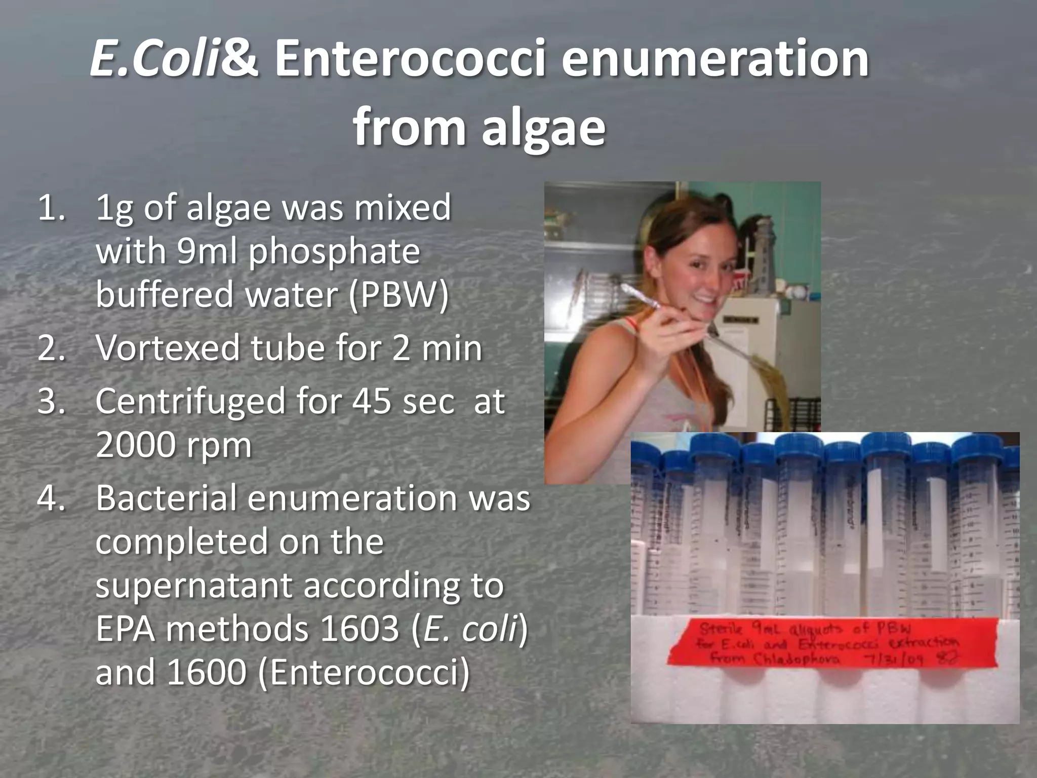 Bacterial Pathogens In Algae | PPT