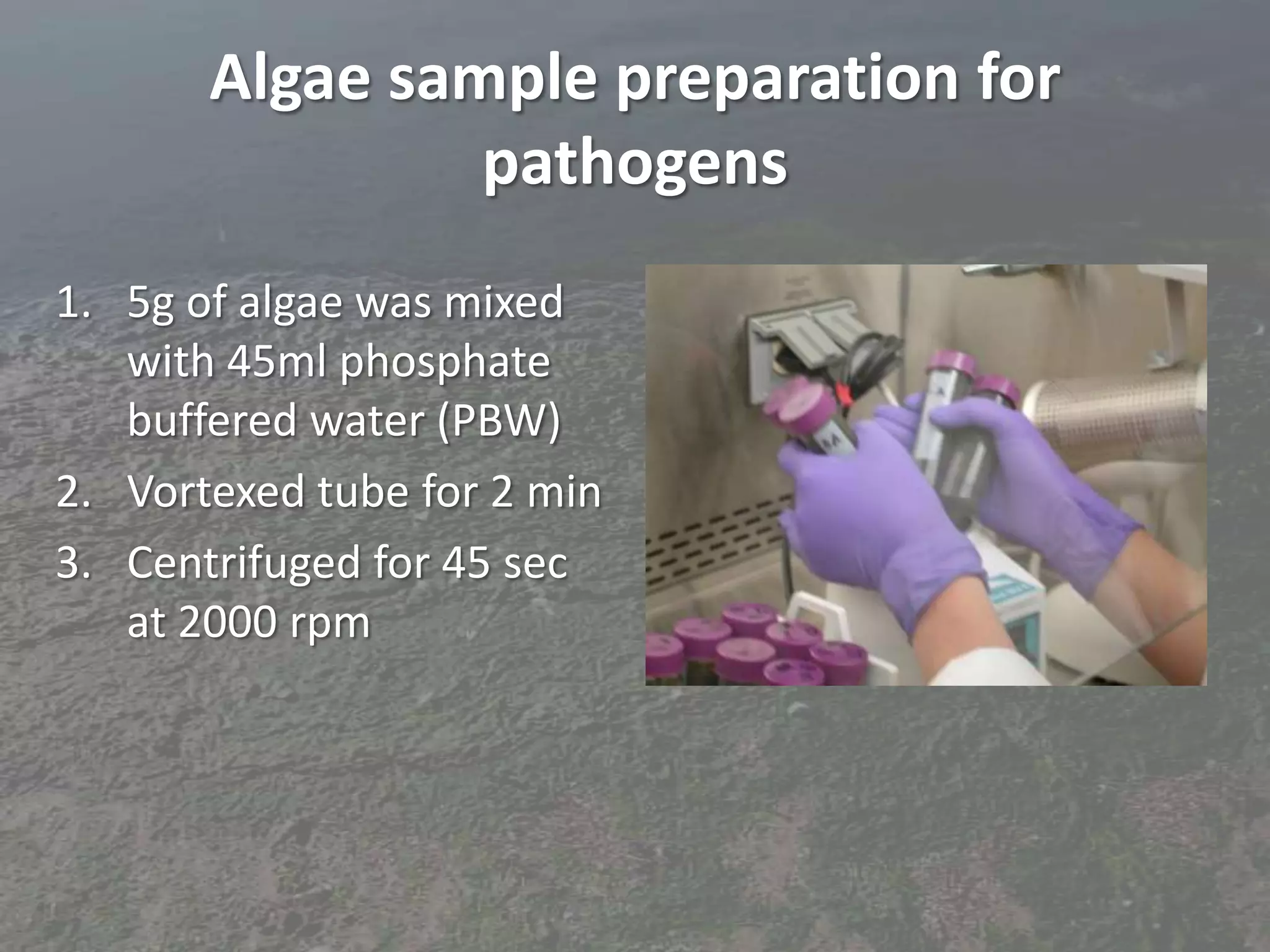 Bacterial Pathogens In Algae | PPT