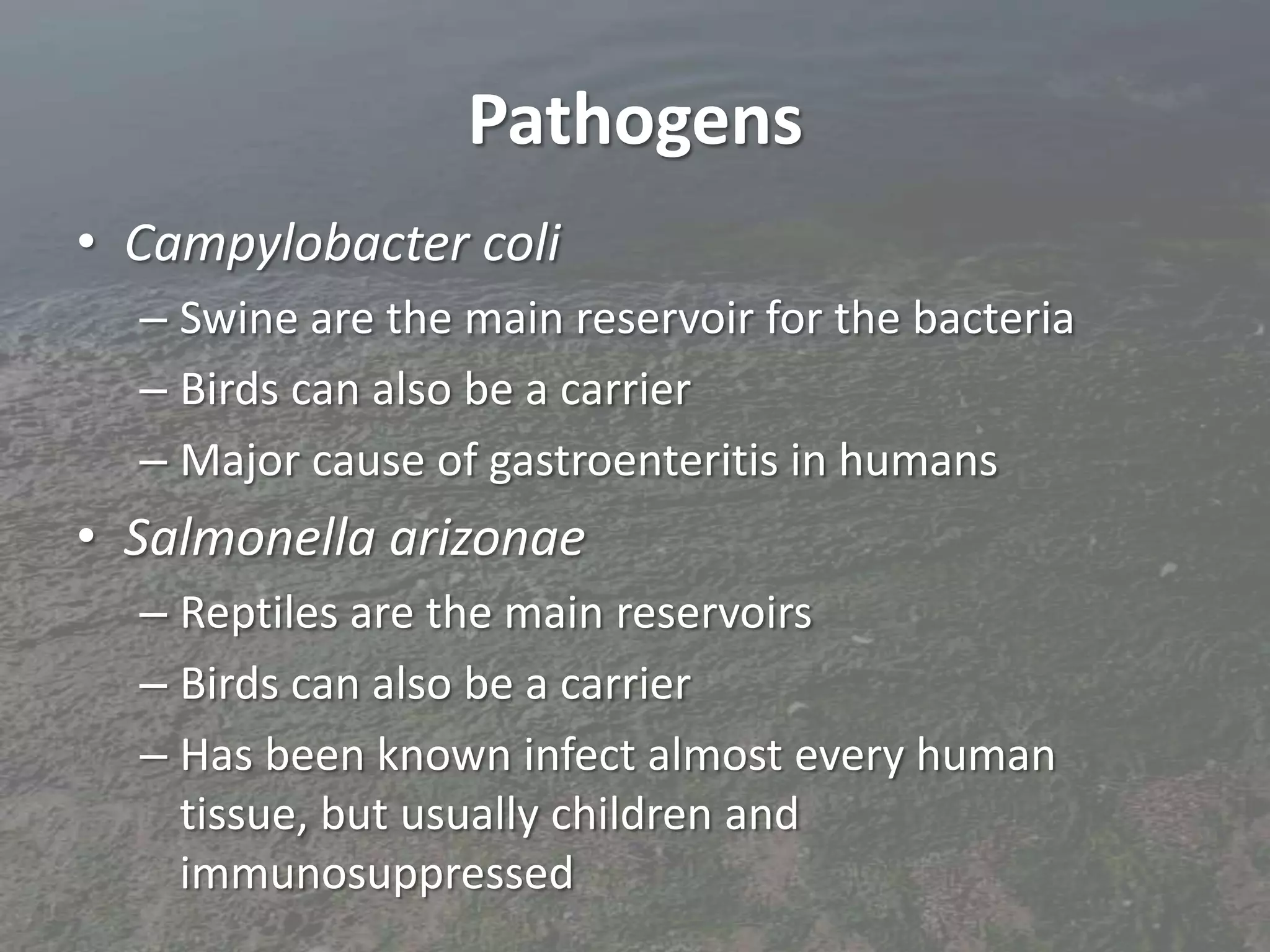 Bacterial Pathogens In Algae | PPT
