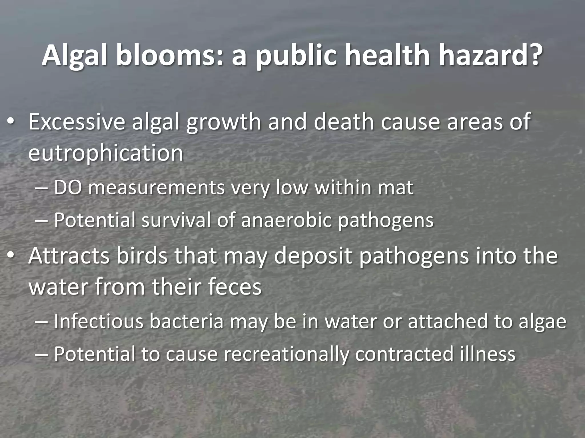 Bacterial Pathogens In Algae | PPT