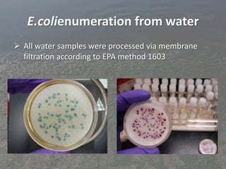 Bacterial Pathogens In Algae | PPT